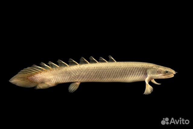 Сенегальский полиптерус (Polypterus senegalus)