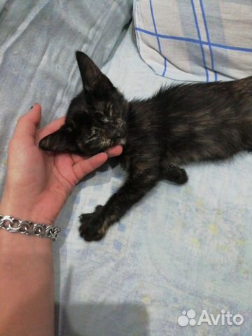 Котенок - породы "Чертёнок"