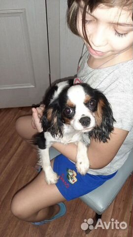 Подрощеная девочка кавалер кинг чарльз спаниэля