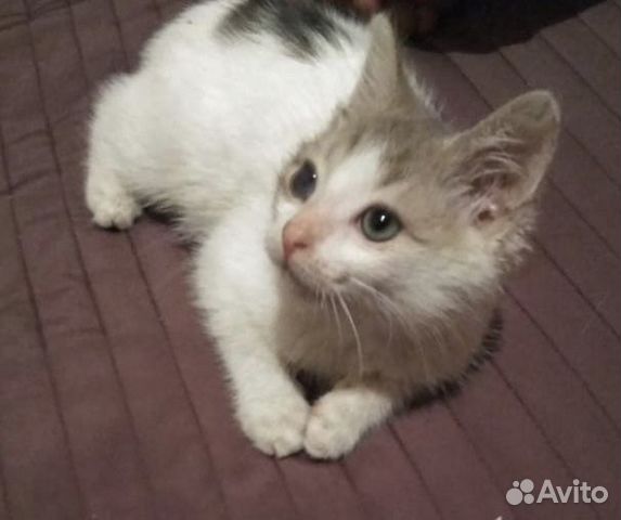Котёнок 1,5 месяца