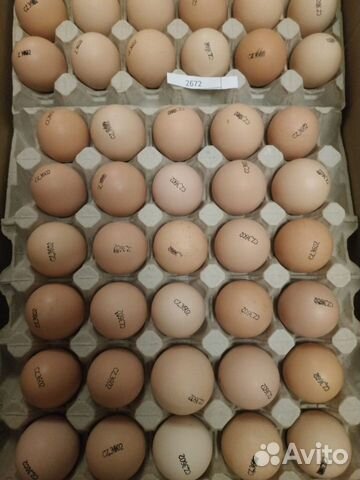 Яйцо инкубационное