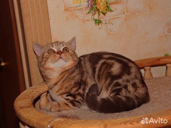 Шмелёк - котик богатырь