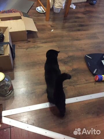 Британская Бомбейская кошка