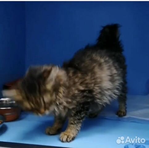 Кошка (маленькая и очень очень нежная и ласковая)