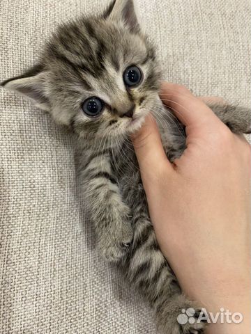 Шотландский котёнок