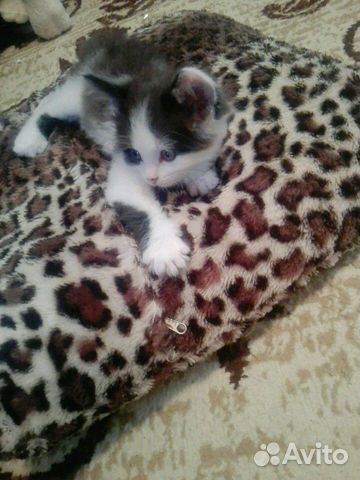 Котёнок