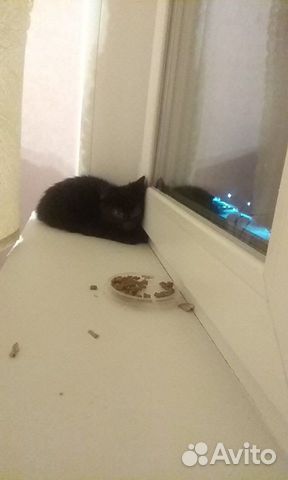 Отдадим котят в добрые руки, черный мальчик, серая