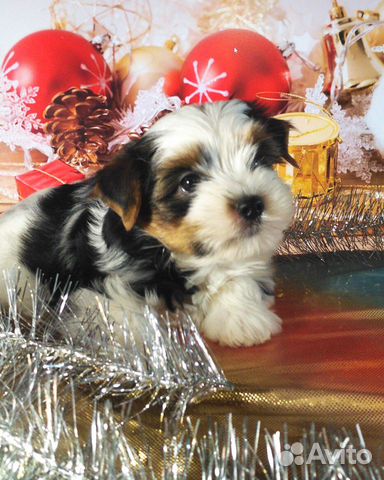 Девочка бивера от Чемпионов