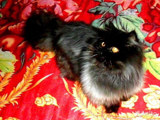 Шикарнейший котик 6 мес., классик