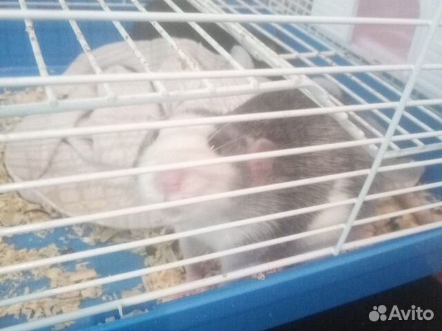 Крысята бесплатно