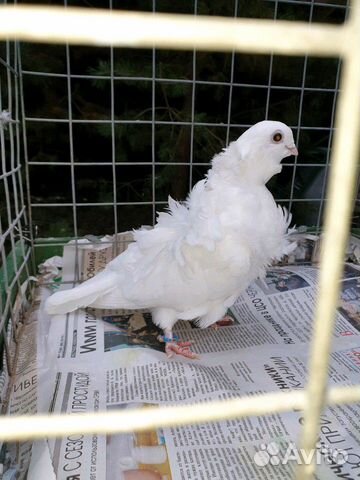 Голуби Китайская чайка