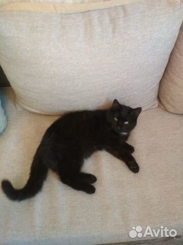 Котенок Муся (6 месяцев)