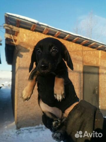 Брат и сестренка ищет дом и семью)