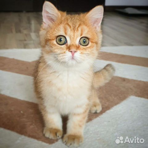 Британский котенок золотая шиншилла