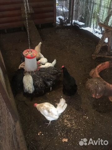 Куры несушки