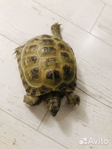 Продам 2 сухопутных черепашек