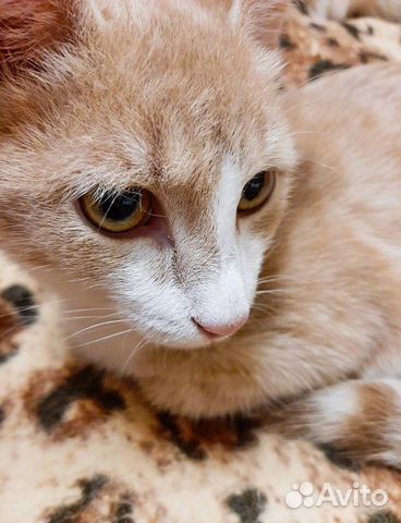 Рыжий котик, Ластик, 8 месяцев