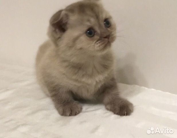 Шотландская вислоухая девочка, блю-пойнт