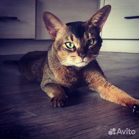 Абиссинский кот вязка