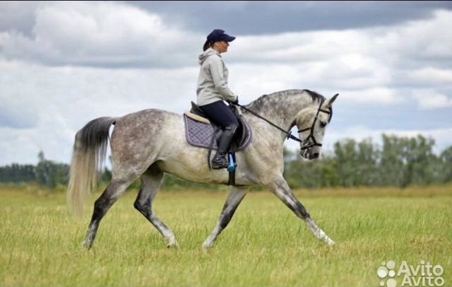 Продаётся голштинский мерин 2011 г.р