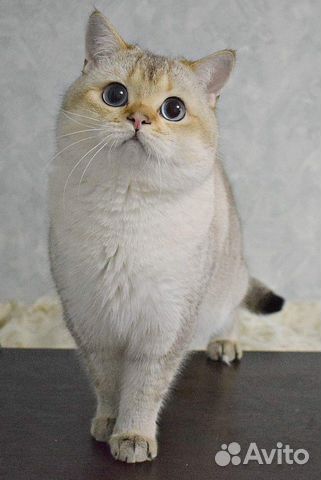 Золотой шотландец для вязок