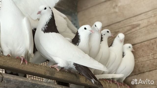 Бакинские бойные голуби, вишневые шейки