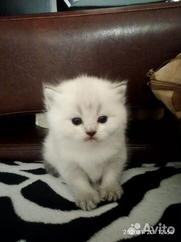 Шотландский котёнок