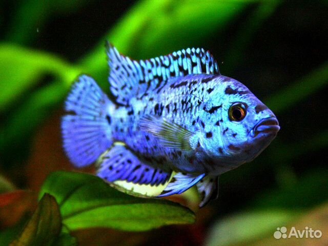 Цихлида Блю демпси