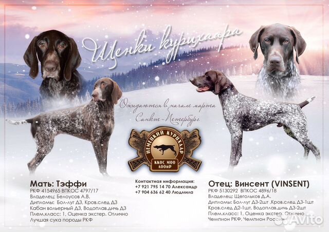 Щенки курцхаара