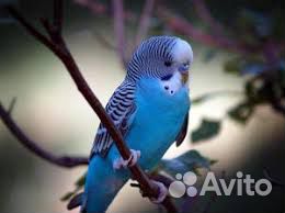 Волнистые попугаи и амадины