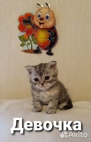 Британские котята