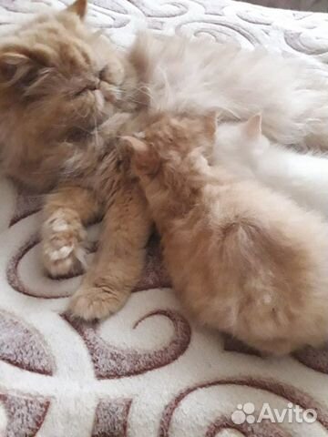 Персидские котята