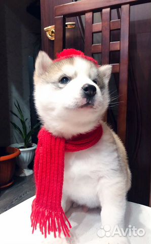 Сибирский хаски