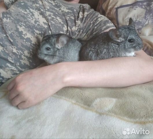 2 Шиншиллы