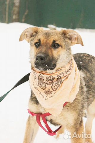 Красавица щенок Викки в добрые руки