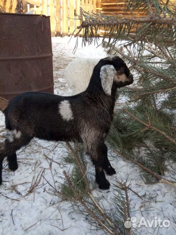 Козы, козлята, бараны