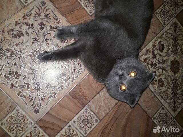 В добрые руки