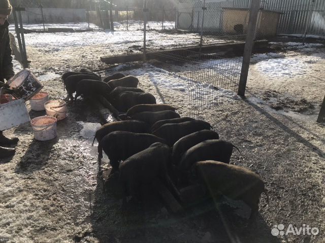 Поросята девочки