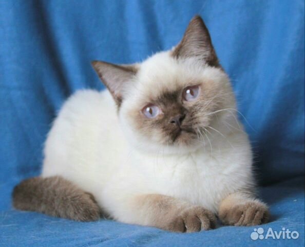 Британская милашка