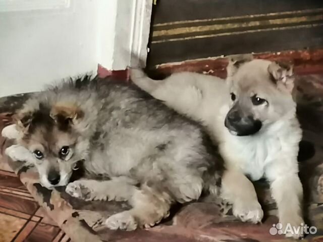 Собака