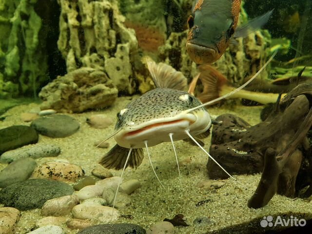 Аквариумные астронутус и краснохвостые сомы