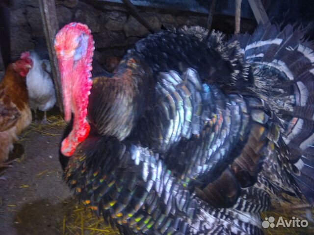 Индюки на племя