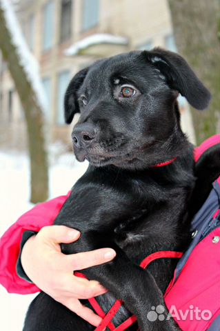 Нюшаня - щенок в дар