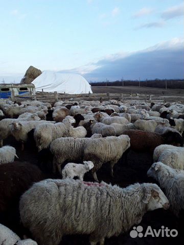 Овцы с ягнатами