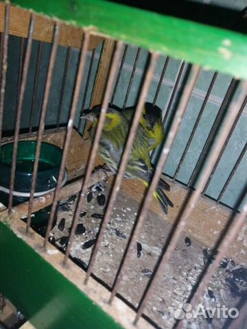 Чиж и дубарь