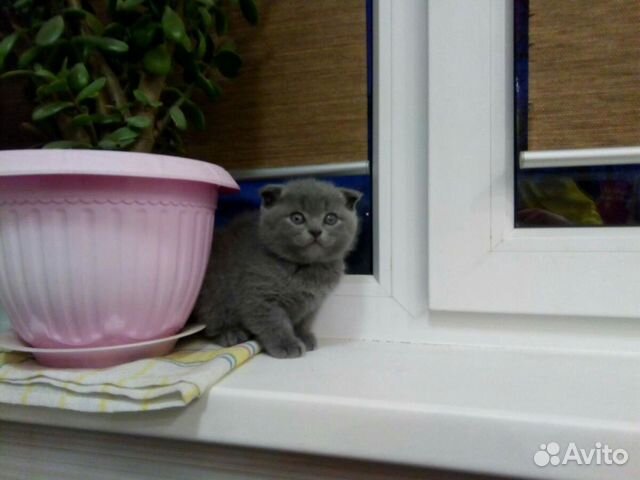 Котята шотландской породы