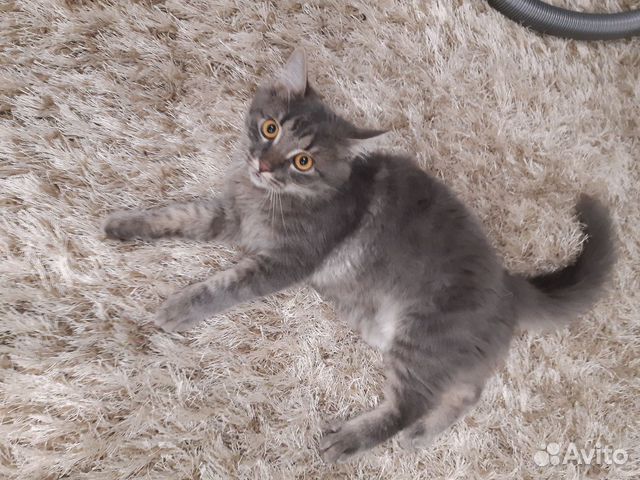 Кошка