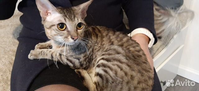 Котик Арагорн метис сфинска и ориентала 9 мес