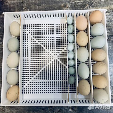 Курочки льюянг 2 мес