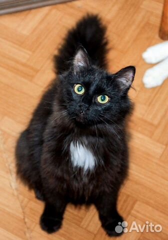Кошка Багира 8-9 мес